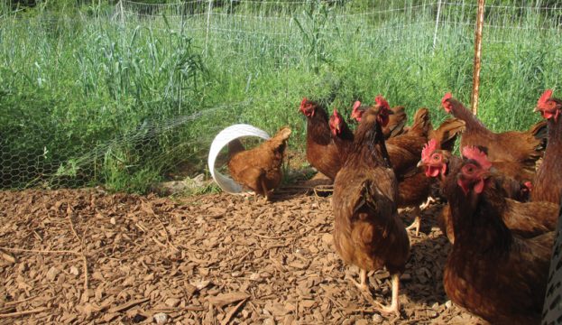Rotating Chickens Gets Them On Pasture Without Hassle - Hobby Farms