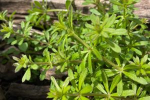 Harvest Cleavers (Galium Aparine) for Lymphatic Benefits - Hobby Farms