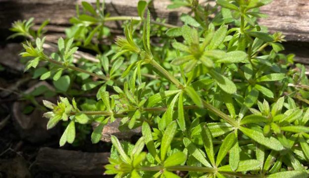 Harvest Cleavers (Galium Aparine) for Lymphatic Benefits - Hobby Farms