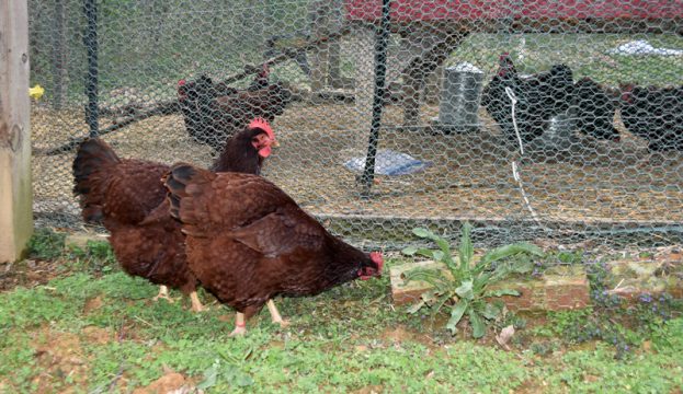 How & Why To Use Rotational Grazing For Chicken Runs - Hobby Farms