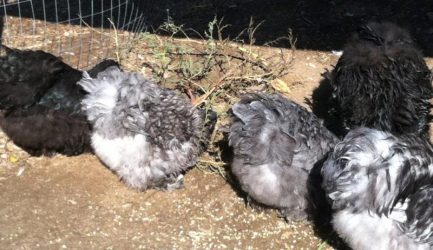 All About The Cochin Chicken Breed - Hobby Farms