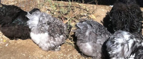 All About The Cochin Chicken Breed - Hobby Farms