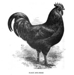 3 Critically Endangered Chicken Breeds for a Backyard Flock - Hobby Farms