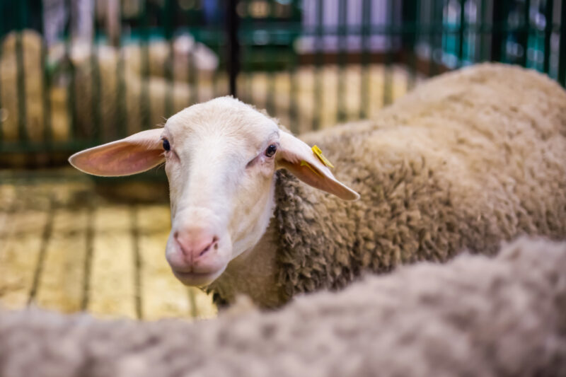 Large Animals in Farming | Discover Huge Farm Animals | Hobby Farms