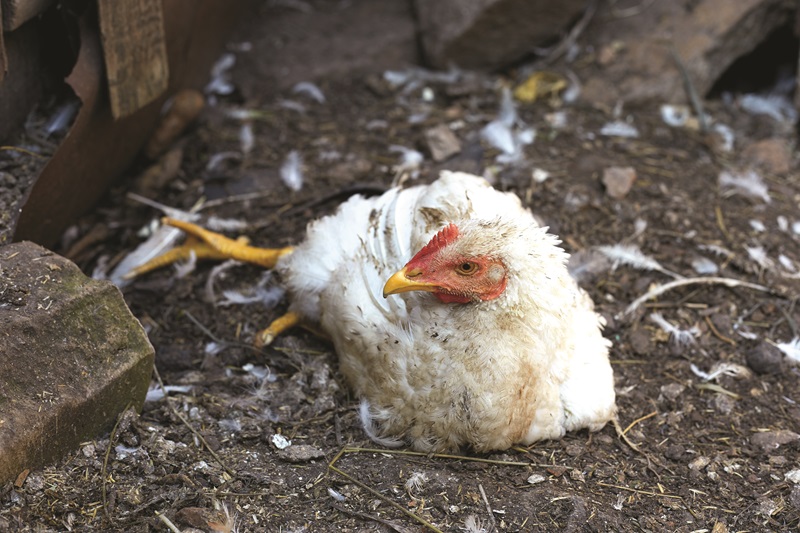 Chicken Diseases: 5 Common Ailments - Hobby Farms