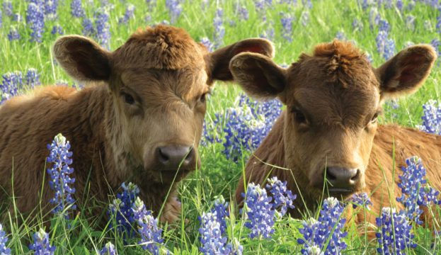 Dexter Cattle Pack Value Into A Compact Frame - Hobby Farms