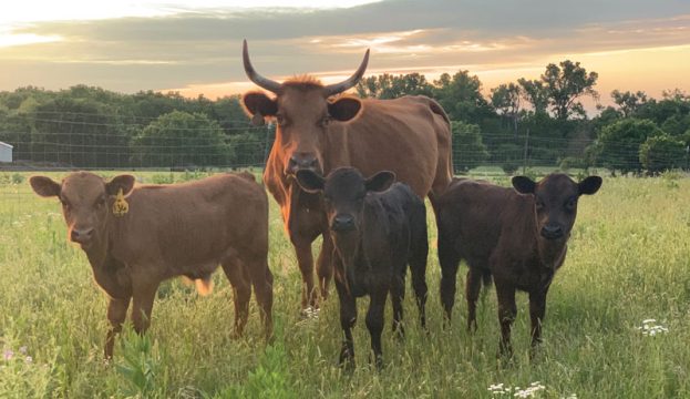 dexter cattle - Hobby Farms