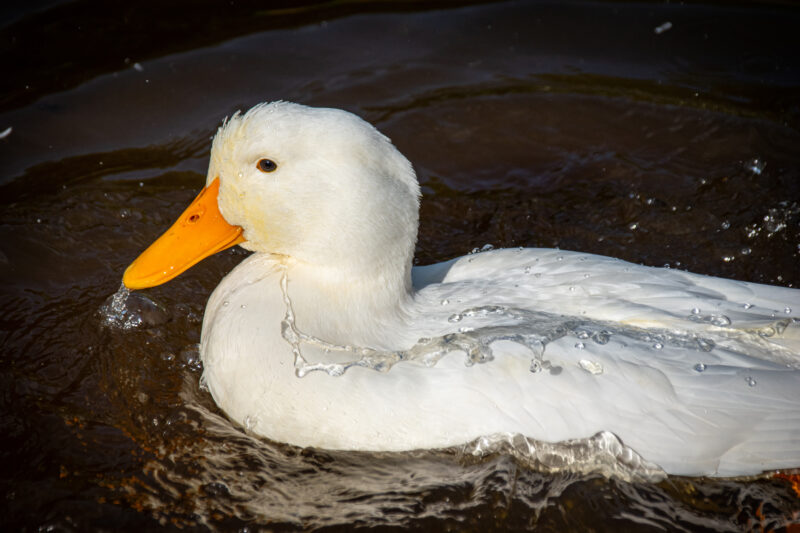 Duck Leg Injuries: Causes & Treatments - Hobby Farms