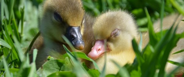 4 Types Of Poultry The Beginning Farmer Should Consider - Hobby Farms