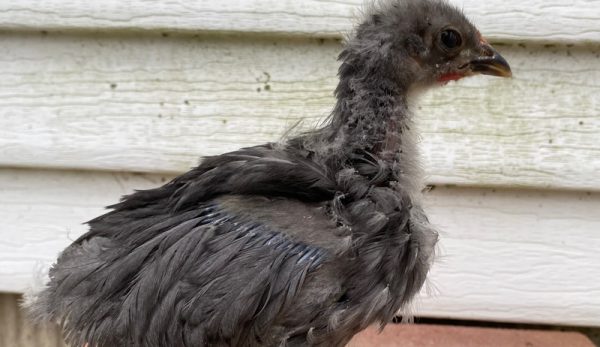 4 Possible Reasons Why Your Chick Is So Tiny - Hobby Farms