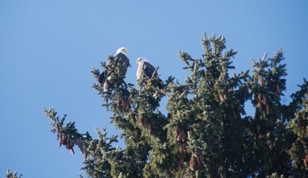 How To Use Trees For A Windbreak On The Farm - Hobby Farms