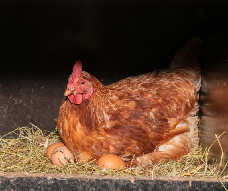 Egg Yolk Peritonitis: Prevention & Treatment - Hobby Farms