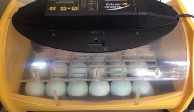 How To Start A Custom Hatching Business - Hobby Farms