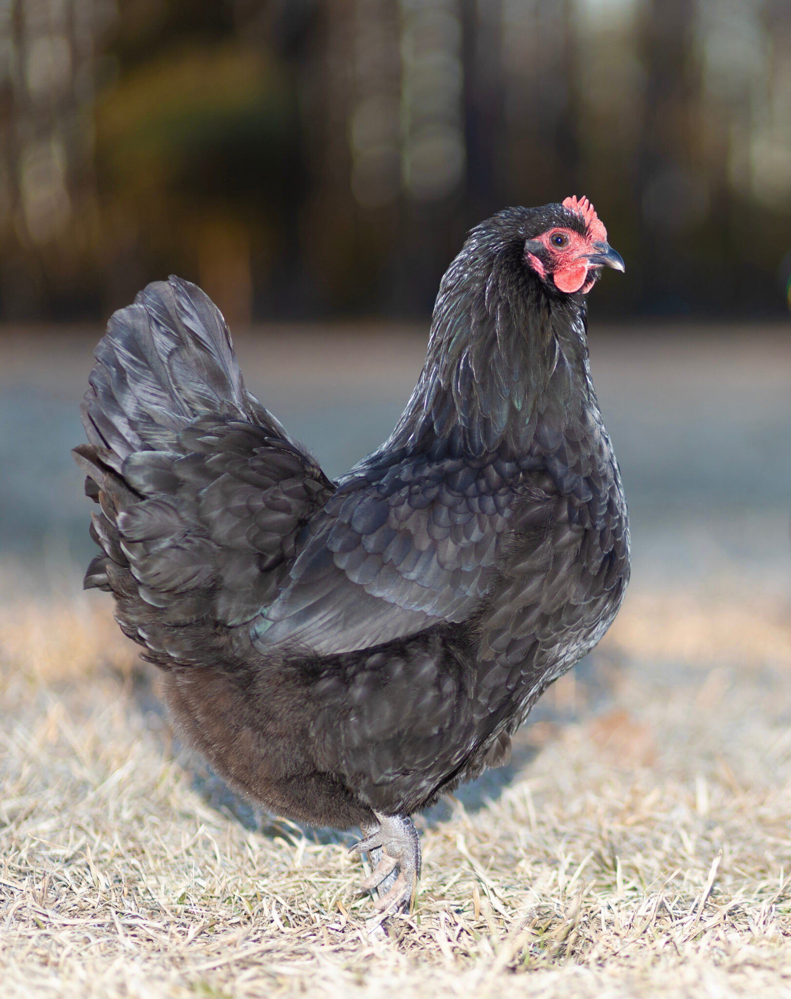 25 Facts About Chickens You May Not Know - Hobby Farms