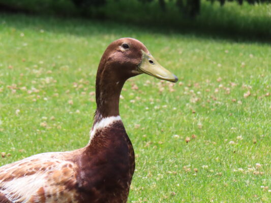 20 Facts About Ducks You May Not Know - Hobby Farms