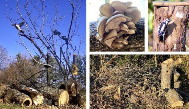 Beyond Firewood: 10 Eco-Friendly Options For Fallen Tree - Hobby Farms
