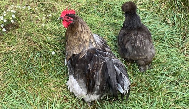 Why Won't My Rooster Roost On The Perch Anymore? - Hobby Farms