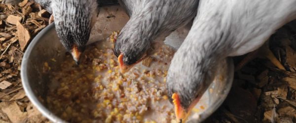 Fermented Chicken Feed Made Simple - Hobby Farms