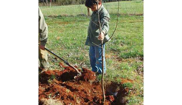 Tree Planting & Care (From "Apples of North America") - Hobby Farms