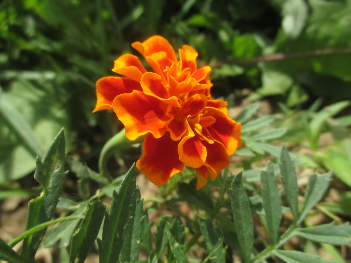 Can Chickens Eat Cilantro? Gardening for Your Flock - Hobby Farms