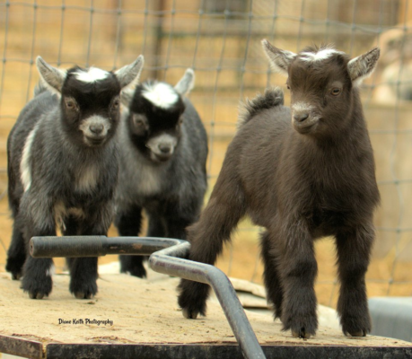 5 Friendly Goat Breeds for Small Farms - Hobby Farms