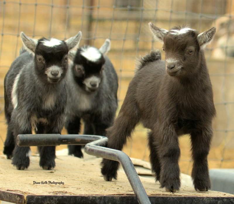 5 Friendly Goat Breeds for Small Farms - Hobby Farms