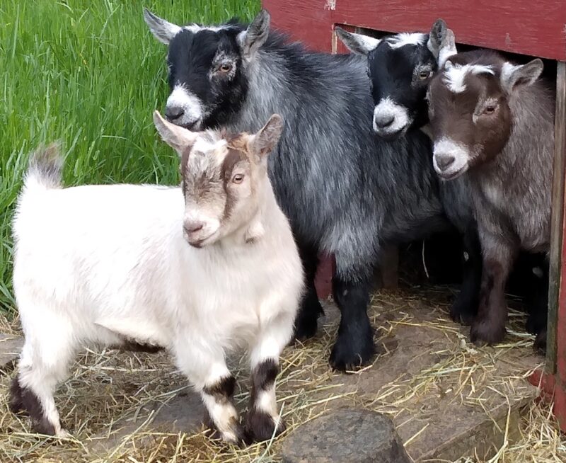 5 Friendly Goat Breeds for Small Farms - Hobby Farms