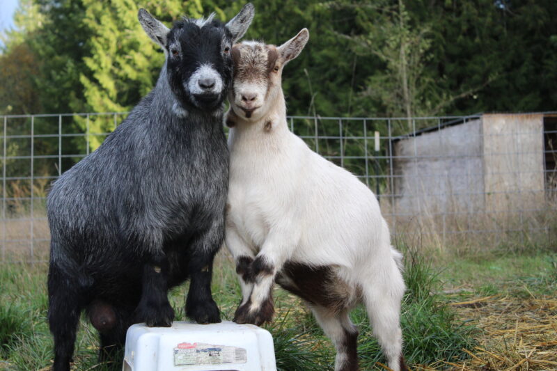 5 Friendly Goat Breeds for Small Farms - Hobby Farms