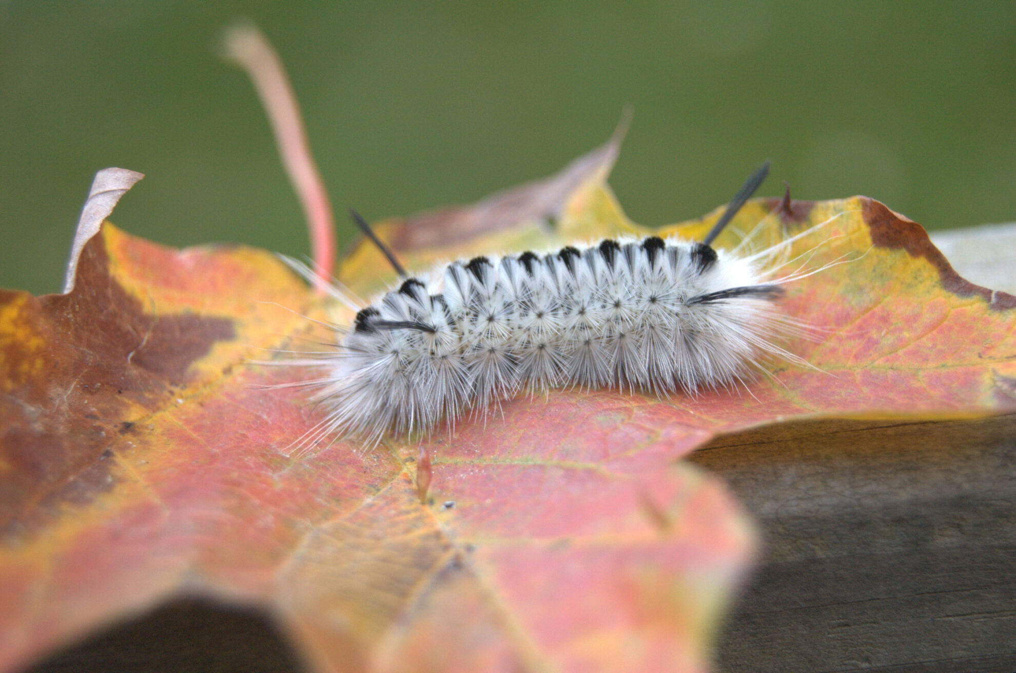 Fuzzy Black Caterpillars: How to Identify Common Species - Hobby Farms