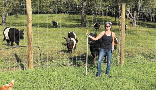 Love My Breed: Belted Galloway Cattle - Hobby Farms