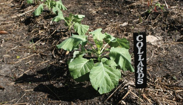 Grow Collard Greens, Then Try These Delicious Recipes - Hobby Farms