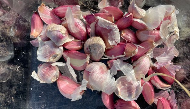 Tips For Planting Garlic In The Fall Season - Hobby Farms