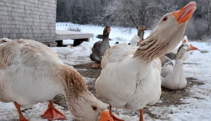 How To Use Geese Effectively As Guard Animals - Hobby Farms