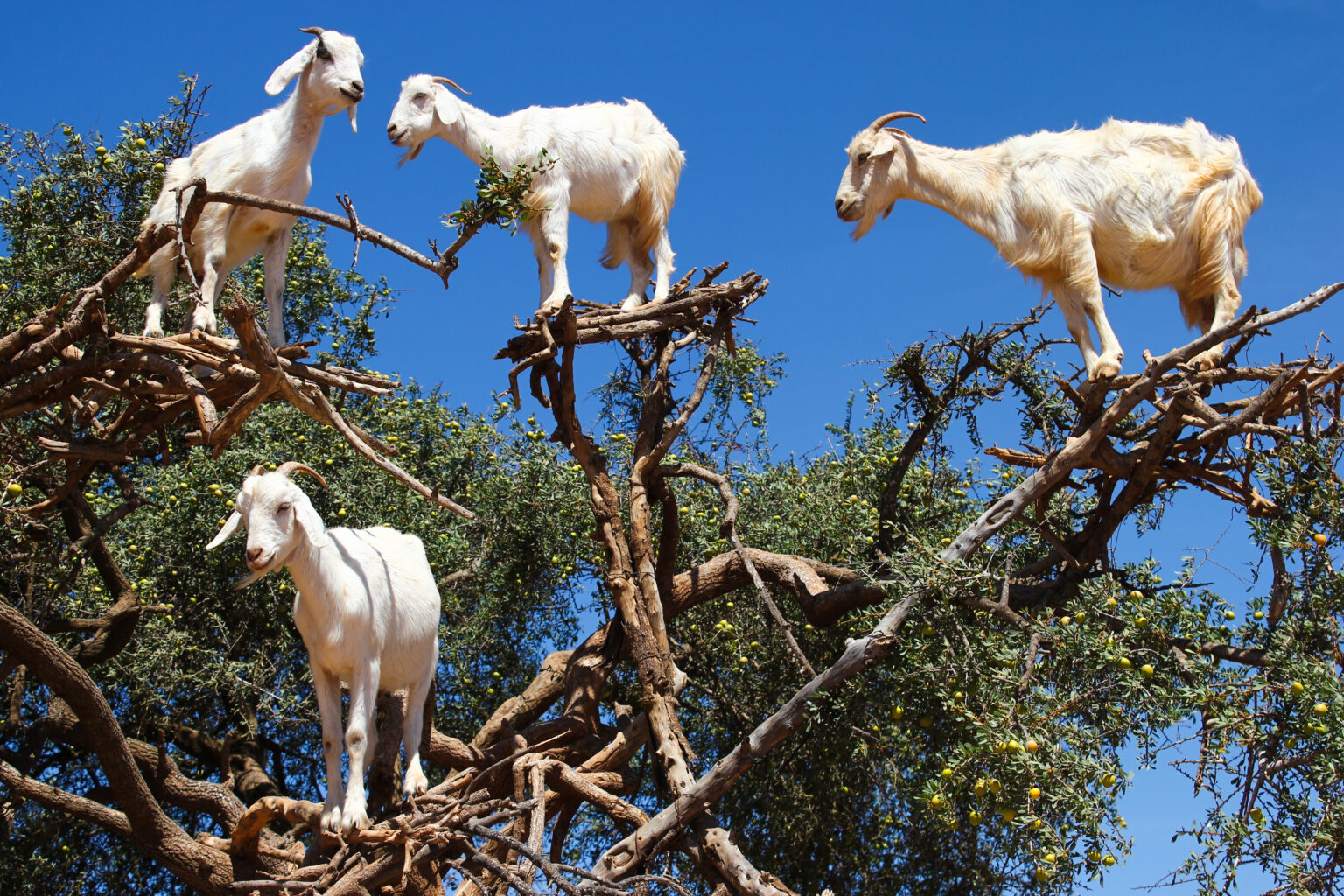 Five Goat Playground Ideas for Your Herd to Enjoy - Hobby Farms