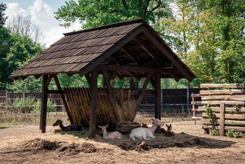 Goat Shelter Options: From Sheds to Barns & More - Hobby Farms