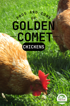 Golden Comet Chicken: Breed Profile - Hobby Farms