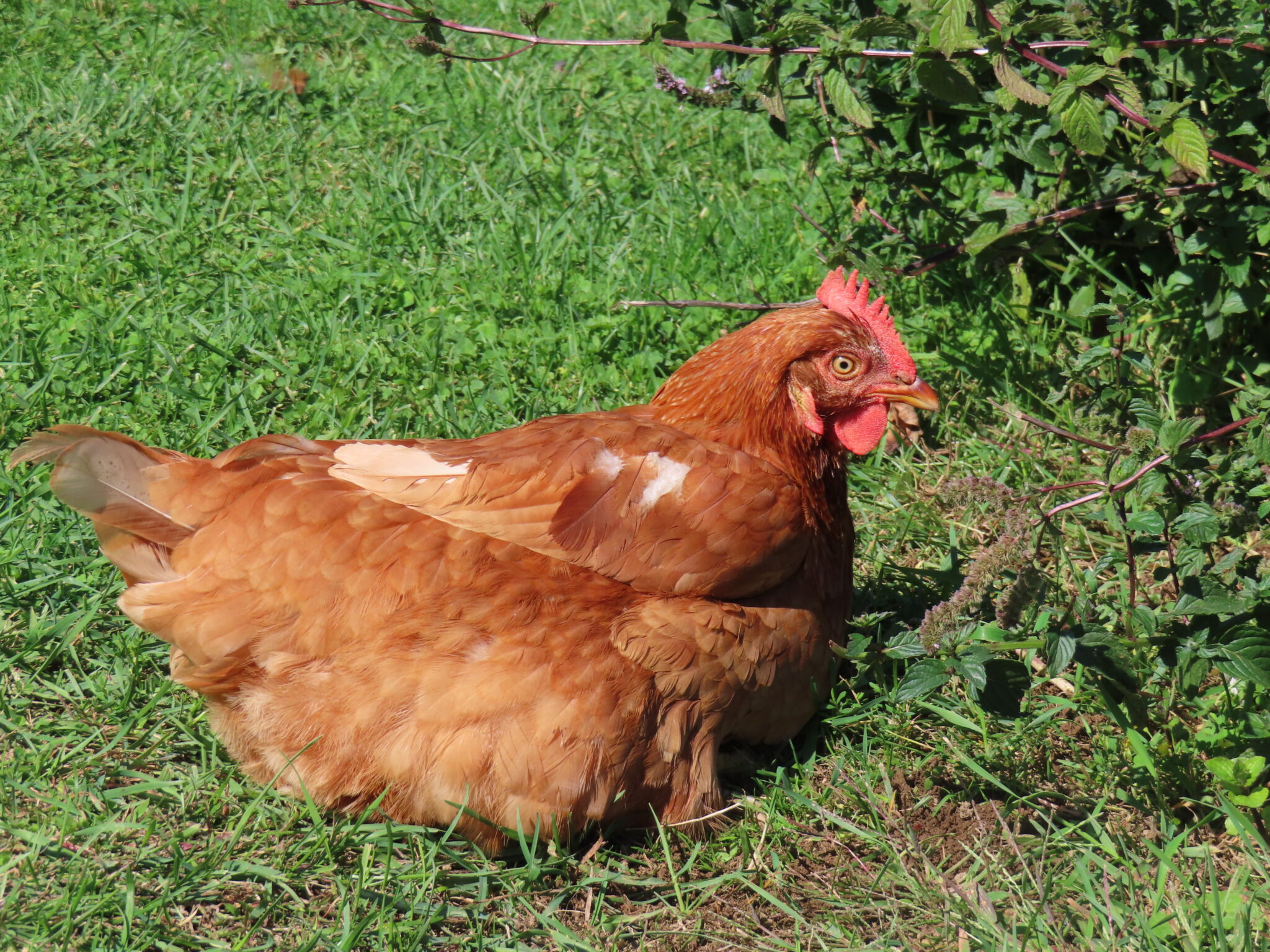 Golden Comet Chicken: Breed Profile - Hobby Farms