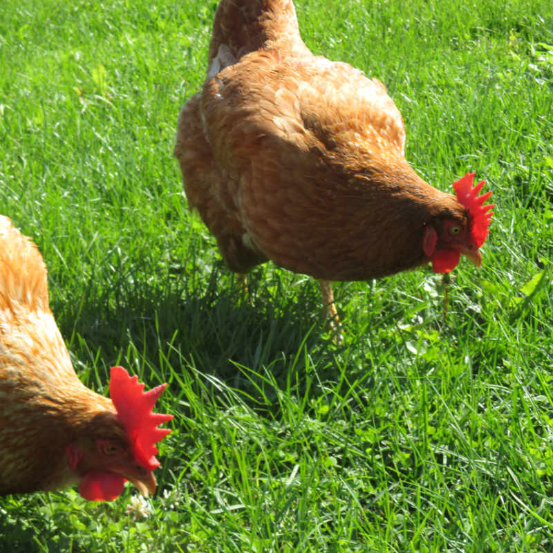 Golden Comet Chicken: Breed Profile - Hobby Farms