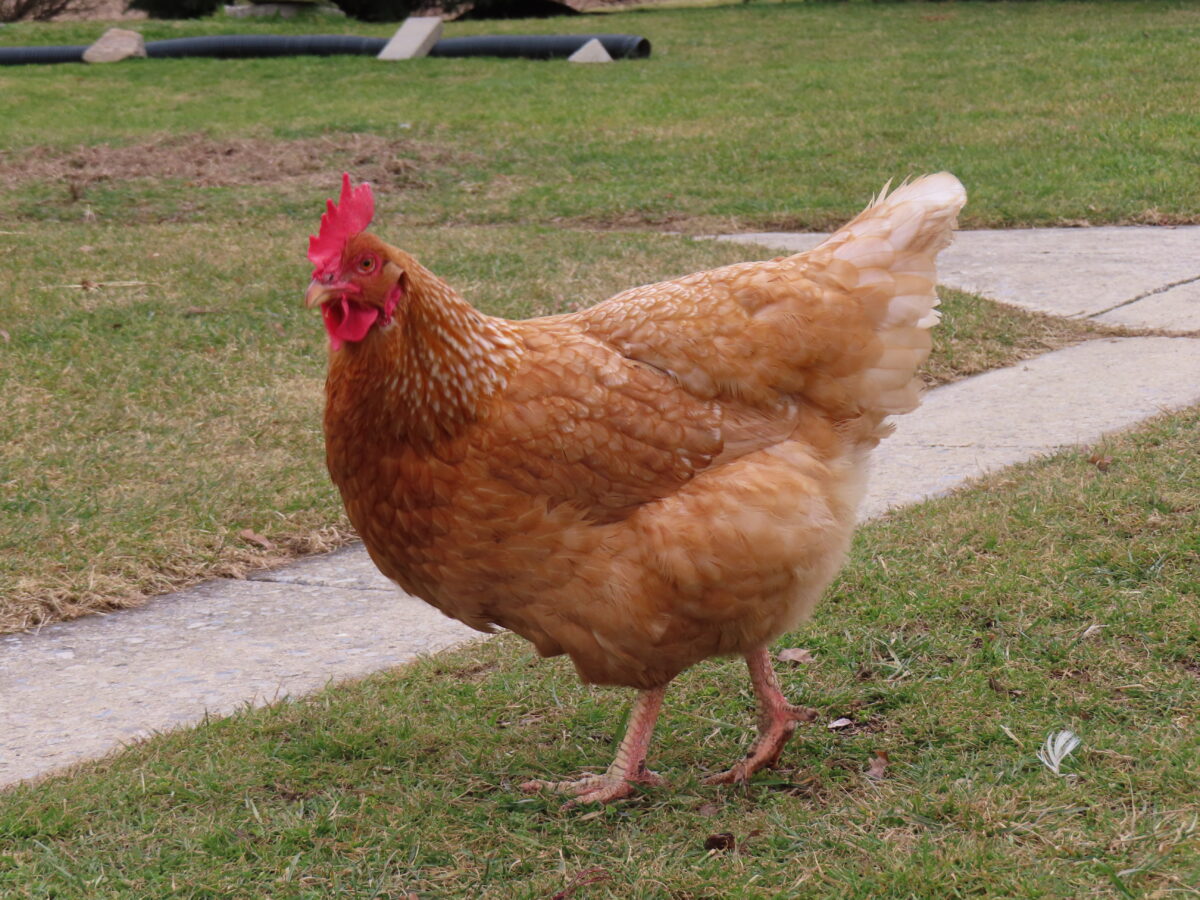 Golden Comet Chicken: Pros and Cons - Hobby Farms