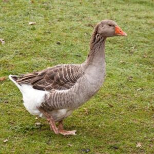 7 Goose Breeds to Consider for Your Farm – Hobby Farms