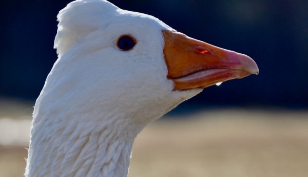 How To Use Geese Effectively As Guard Animals – Hobby Farms