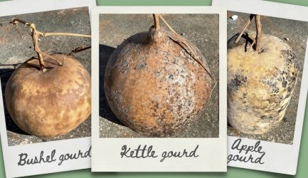 Grow Hardshell Gourds For Real Variety In The Garden - Hobby Farms
