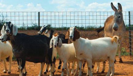 Donkeys Make Great Small-Farm Livestock Guardians - Hobby Farms