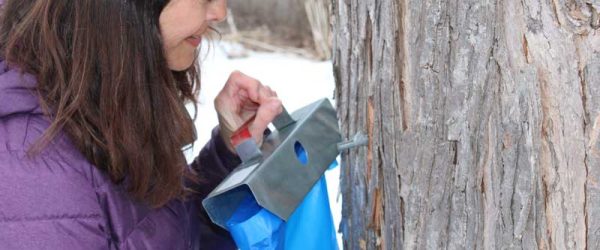 Maple Sap Freezing: A Faster Way to Make Syrup - Hobby Farms