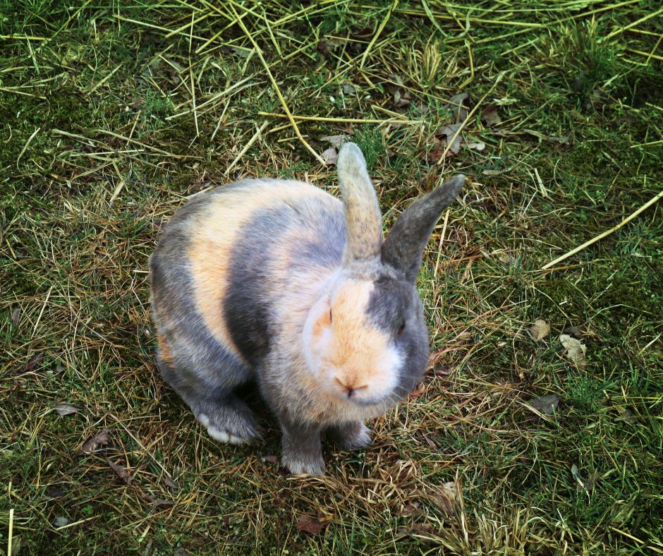 The Harlequin Rabbit: Breed Profile - Hobby Farms