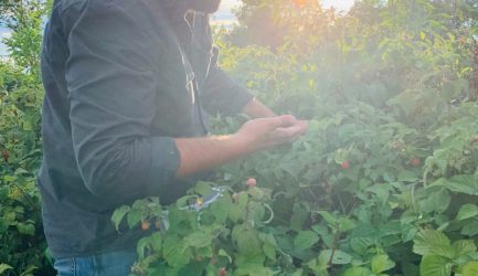 9 Tips For Success When Harvesting Raspberries - Hobby Farms