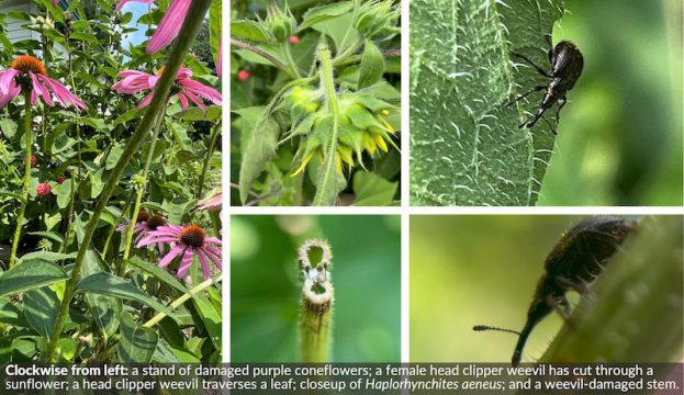 Head-Clipping Weevils Devastate Coneflowers, Others - Hobby Farms