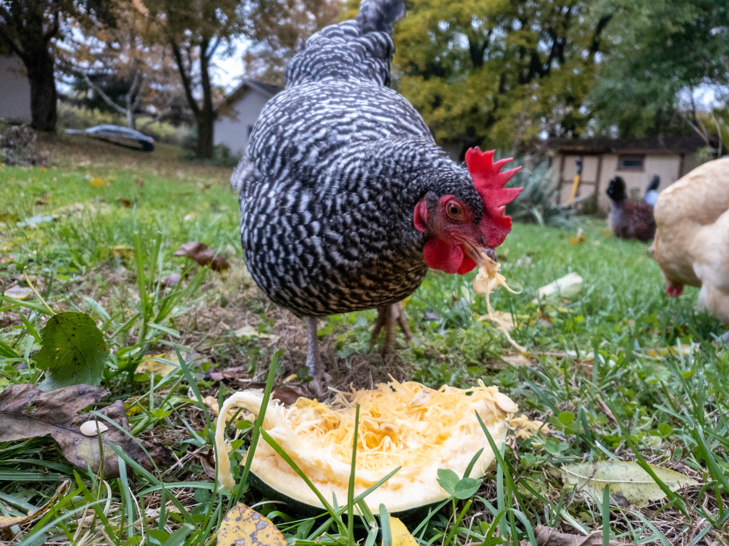 Healthy Treats for Chickens: Fall Favorites for Your Flock - Hobby Farms