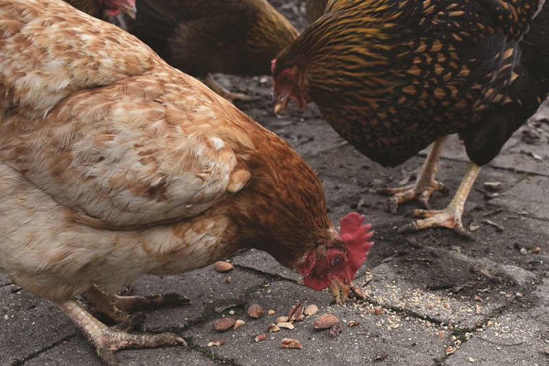 How Healthy Chickens Equal Good Egg Production - Hobby Farms