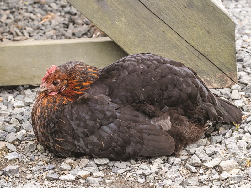 How Healthy Chickens Equal Good Egg Production - Hobby Farms